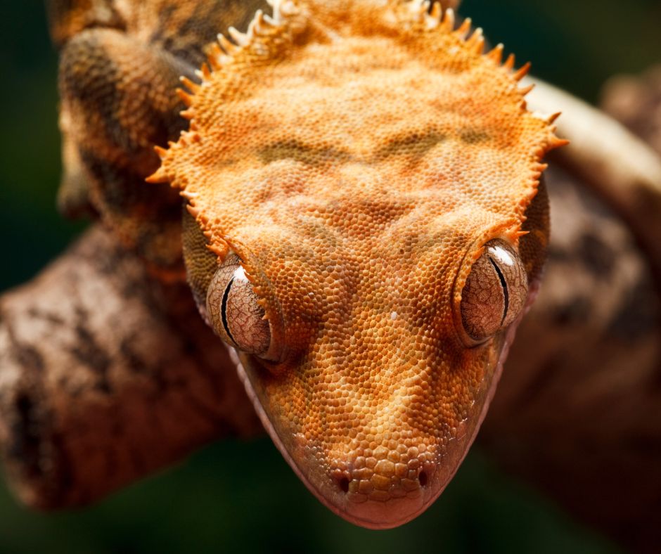 FG Reptiles : Vente de reptiles en ligne et matériel